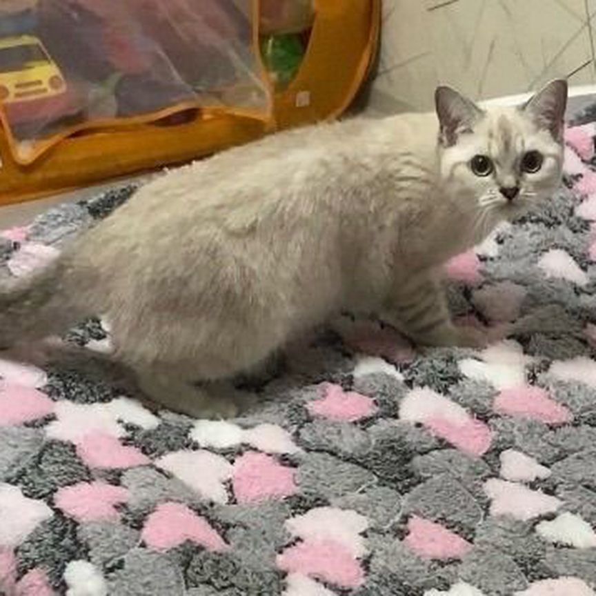 Шотландская кошка