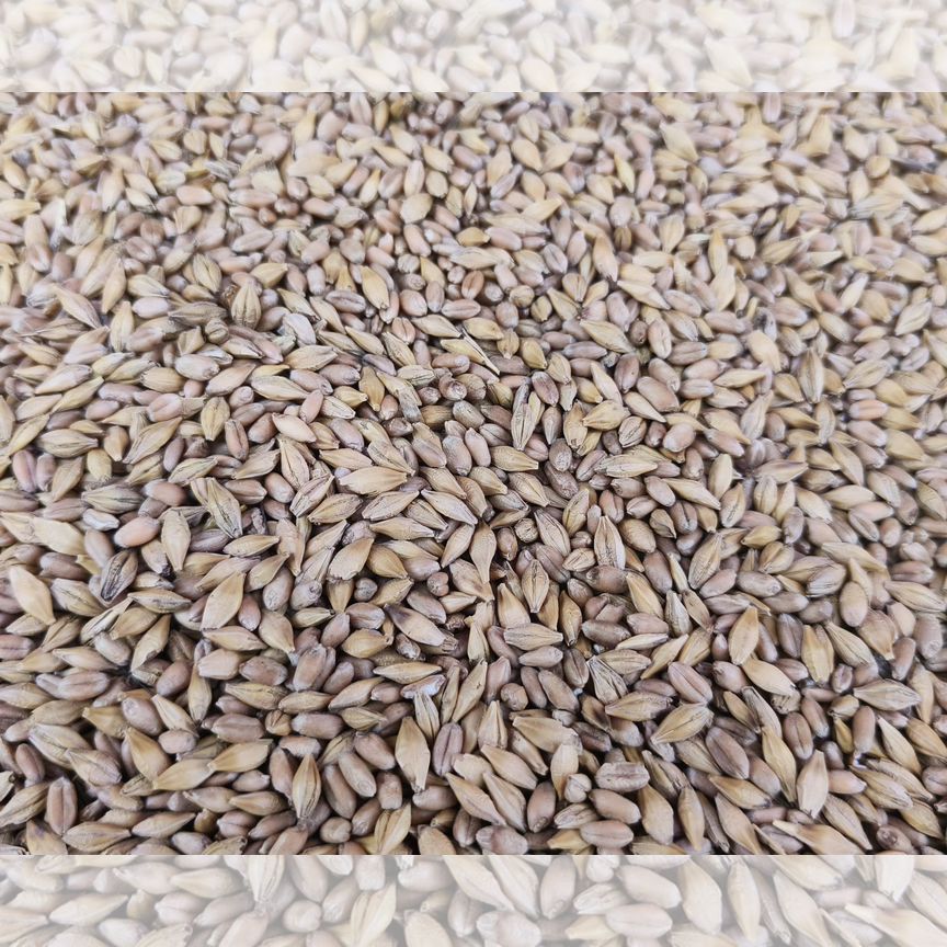 Зерно пшеница ячмень