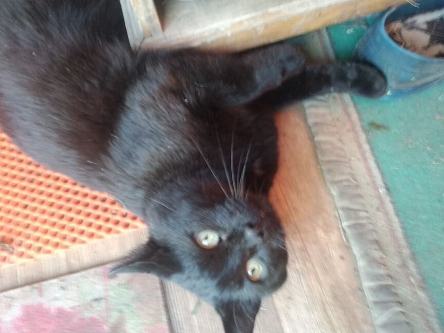 Котята ищут хозяев