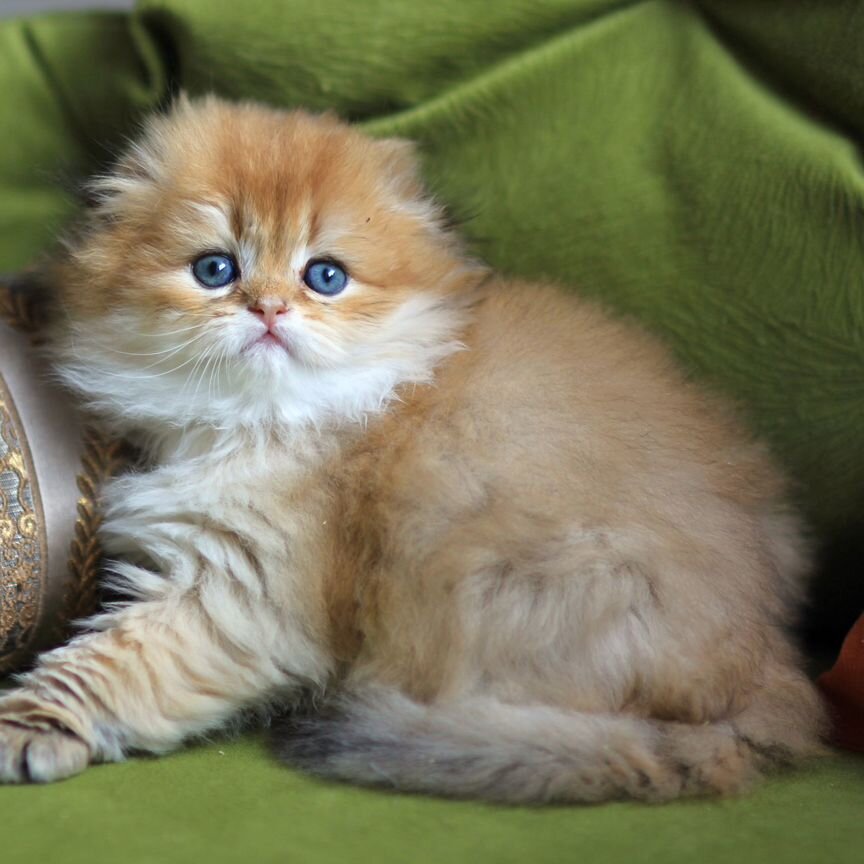 Шотландский мальчишечка