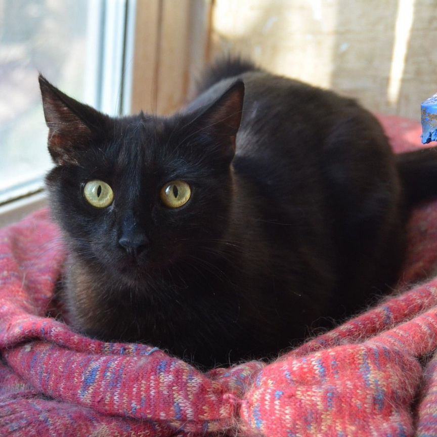 Взрослая, кошка в добрые руки