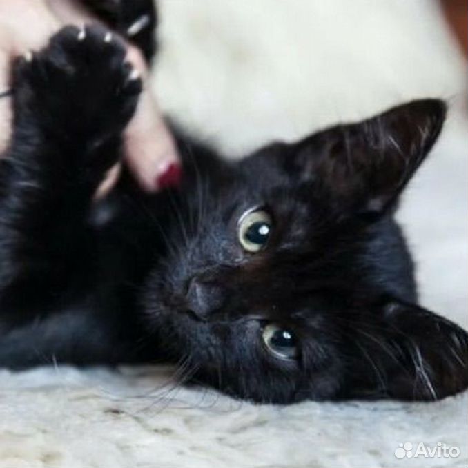 Ребенок котенок мальчик ищет дом