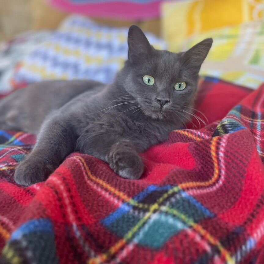 Шикарная Сима в дар