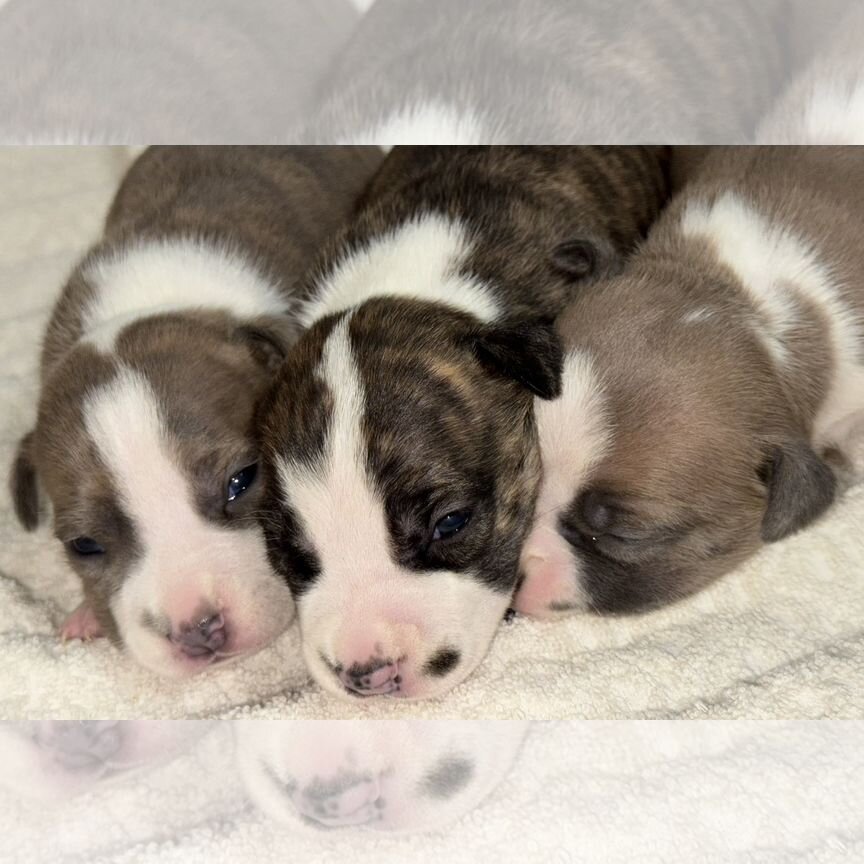 Американский стаффордширский терьер, щенок