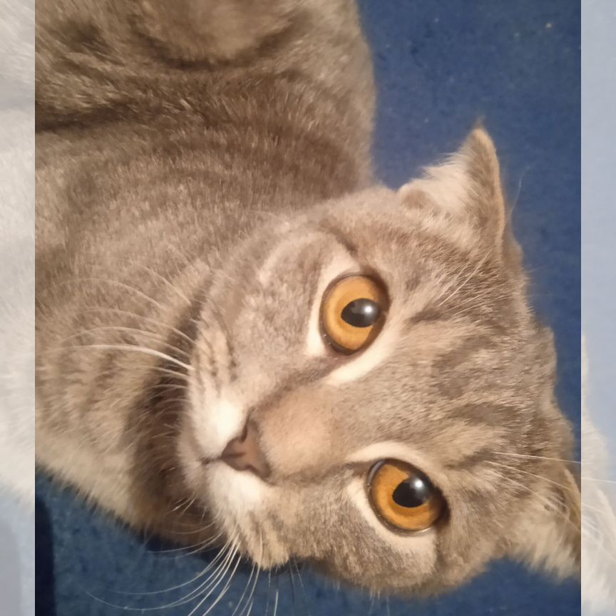 Шотландская вислоухая кошка бесплатно