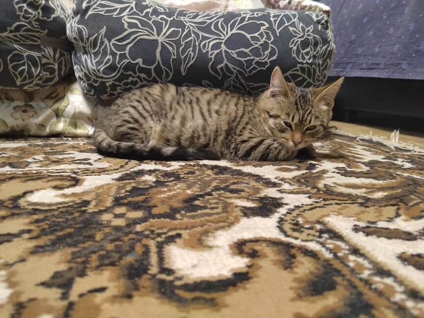 Породистые большие кошки