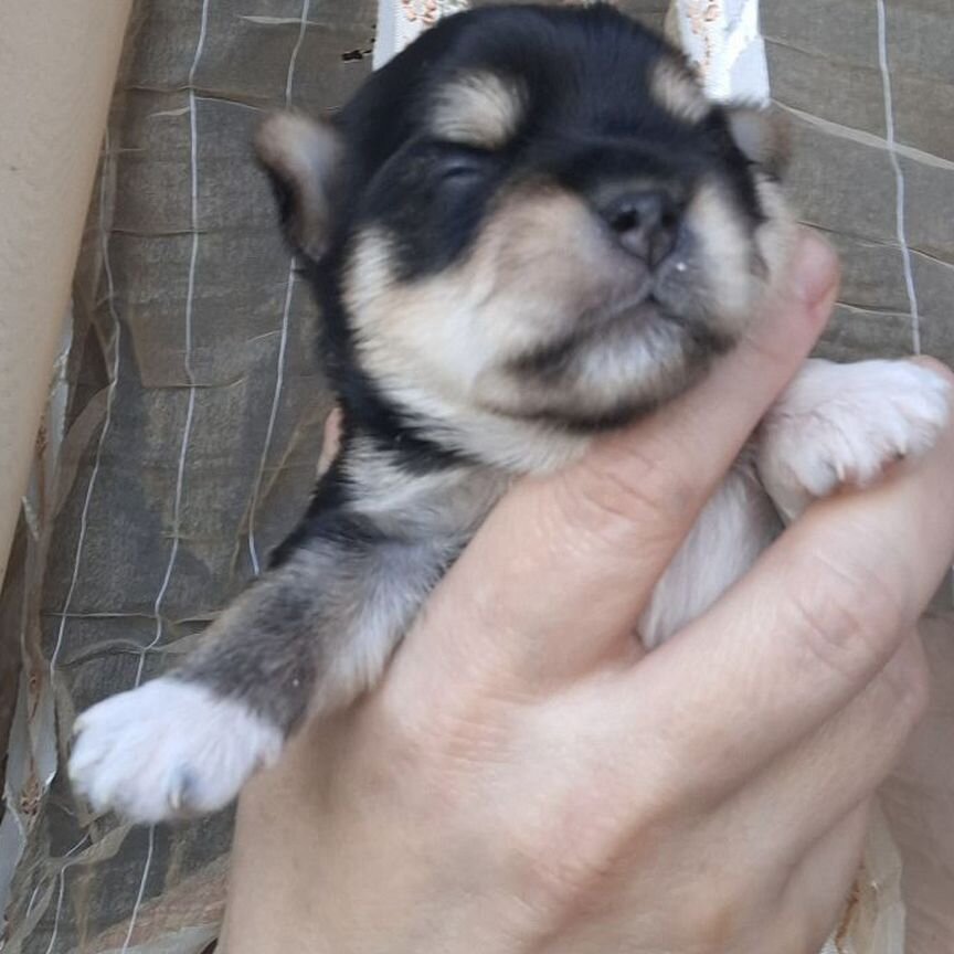 Йоркширский терьер, щенок