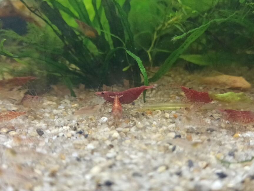 Аквариумные креветки вишня и Данио Гло