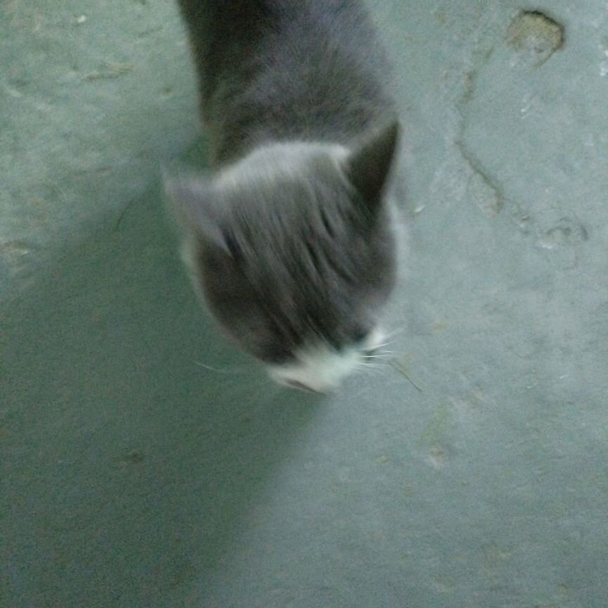 Котята отдам в добрые руки бесплатно