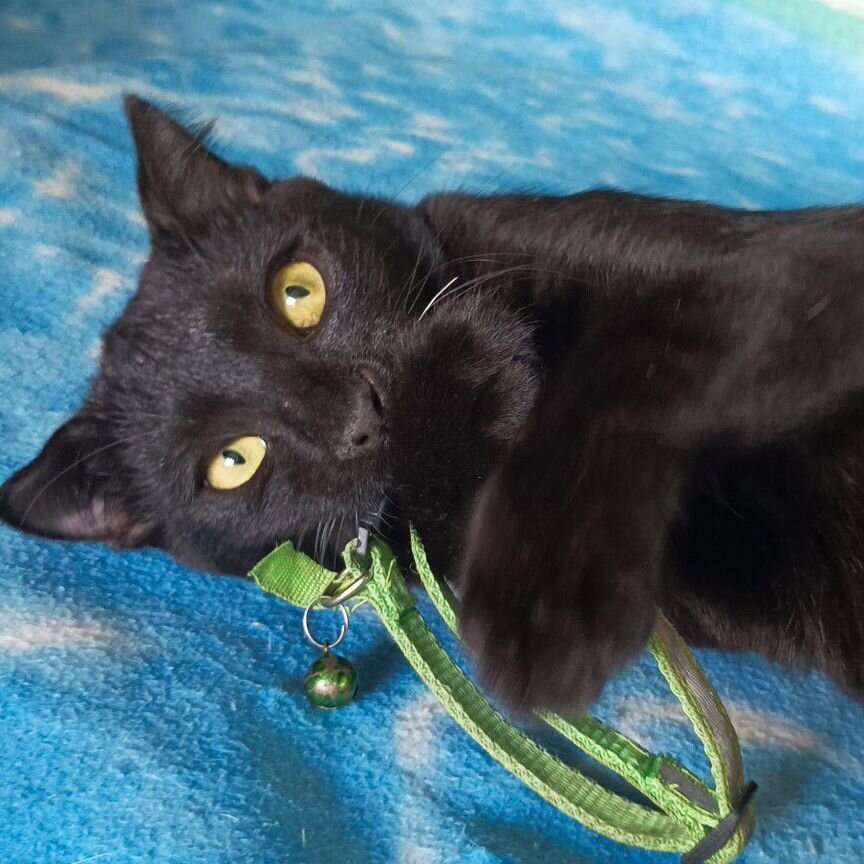 Брутальный котенок Джус