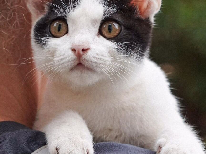 Котенок мальчик. Отдам в добрые руки