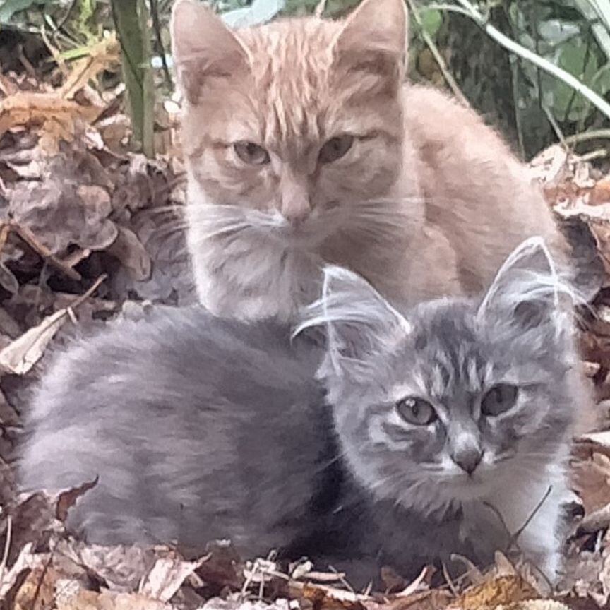 Котята в добрые руки бесплатно мальчик, девочка