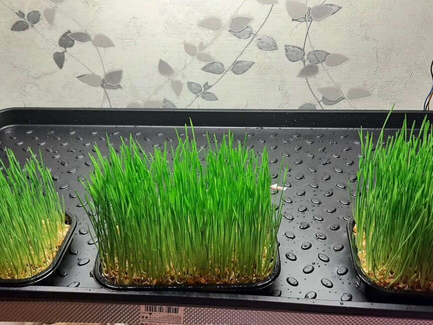 Микразелень пшеница