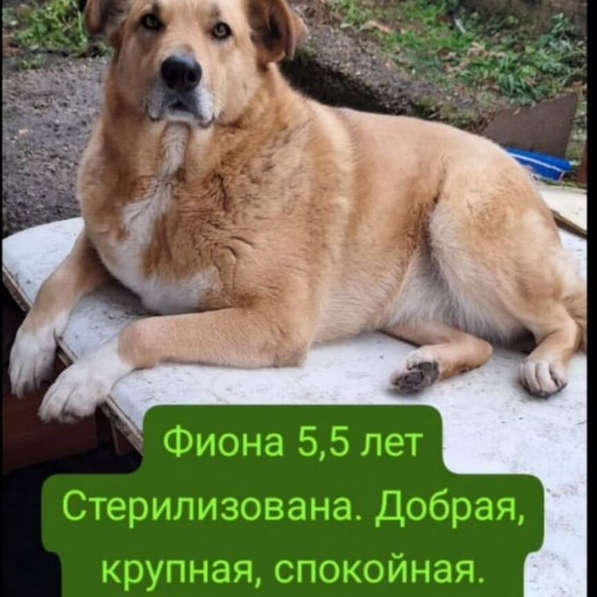 Домашняя собака Фиона 5,5 лет под усыпления