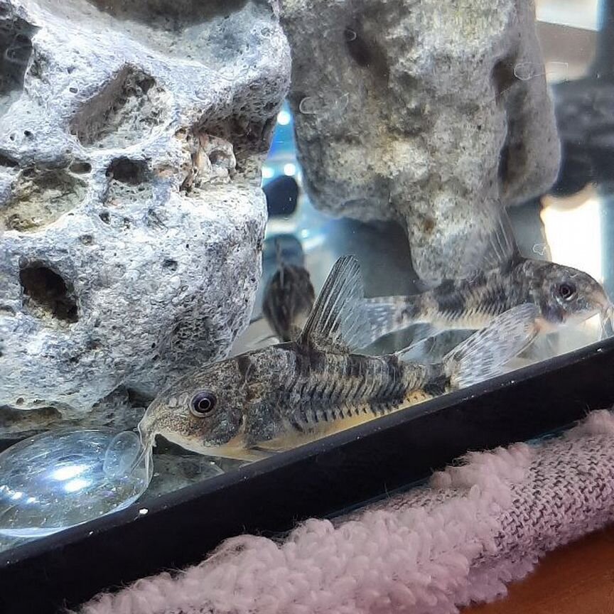 Аквариум укомплектованный