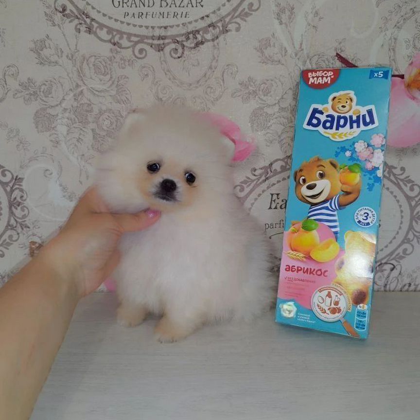 Померанский шпиц, щенок