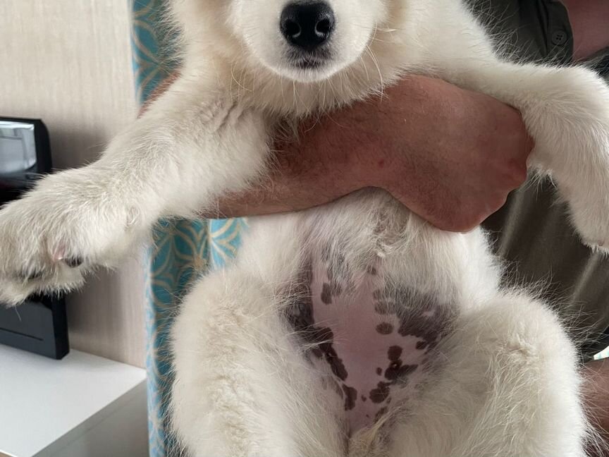 Щенки самоеда