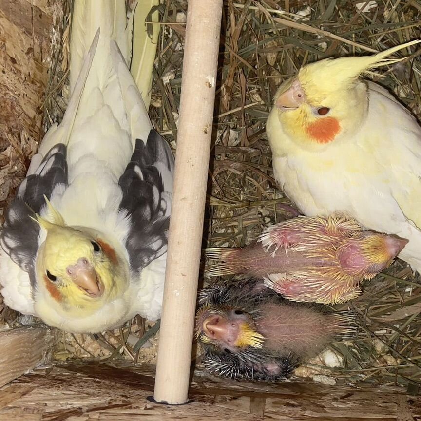 Попугай корелла