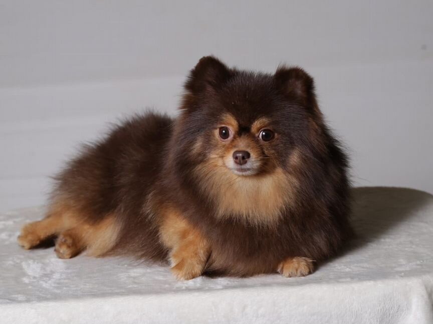 Шпиц- подрощенная девочка