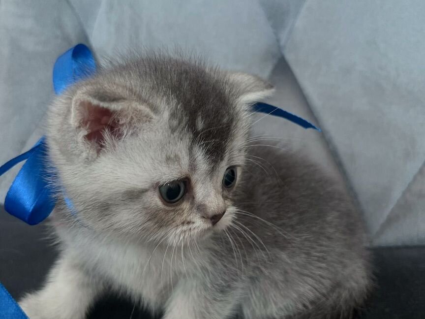 Шотландские котята