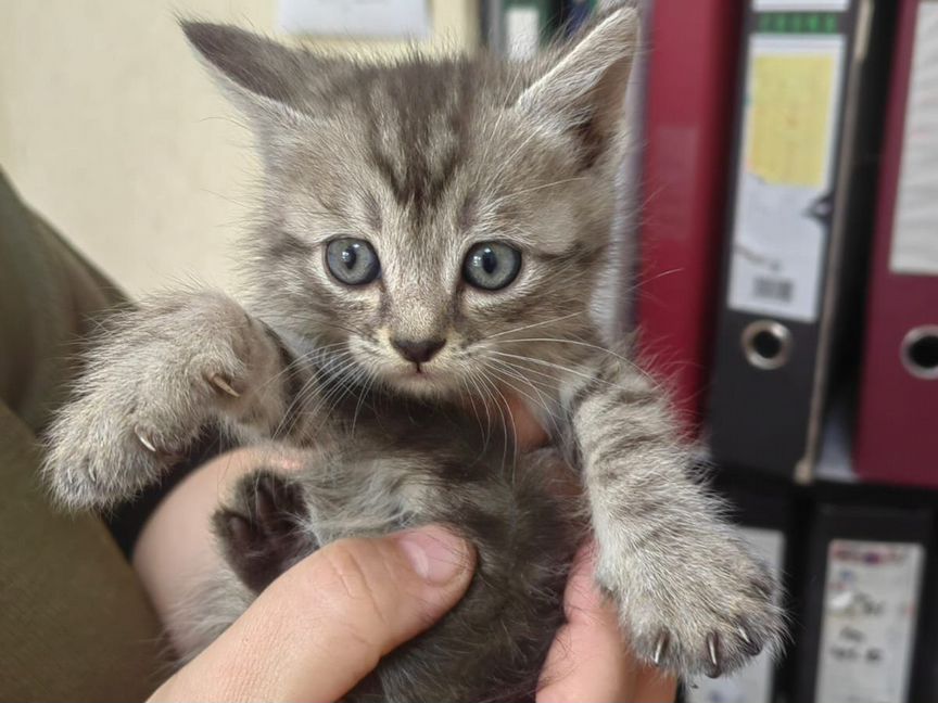 Котята ищут любящую семью