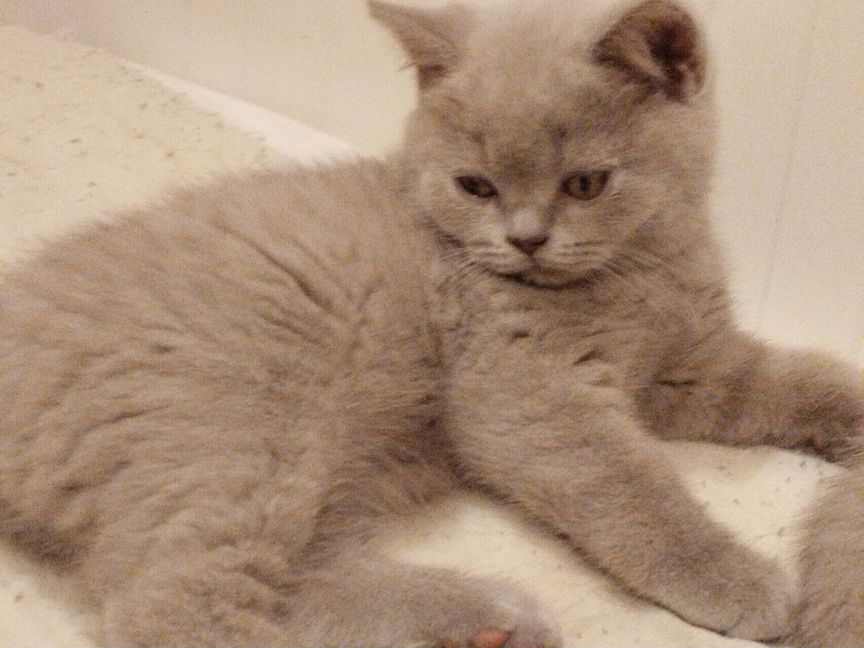 Шикарные британские котята