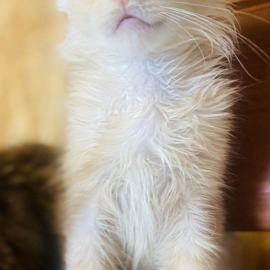 Котята мейн-кун