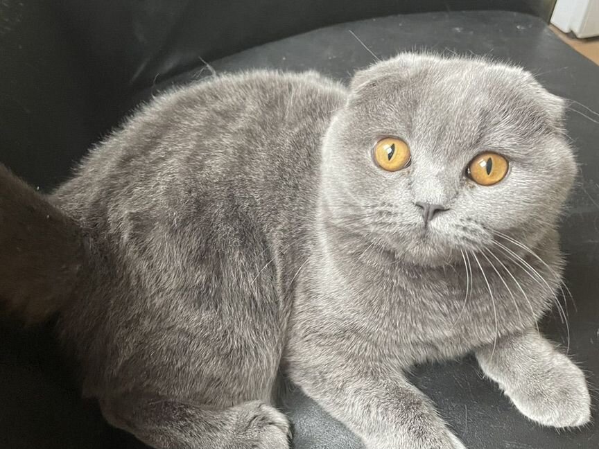 Британские вислоухие котята