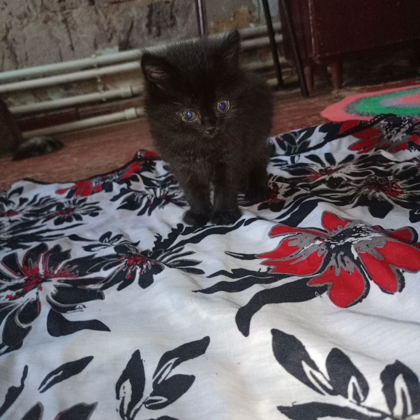 Котёнок в добрые руки