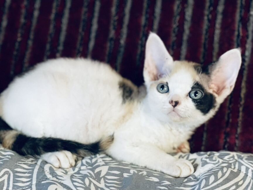 Котята девон-рекс