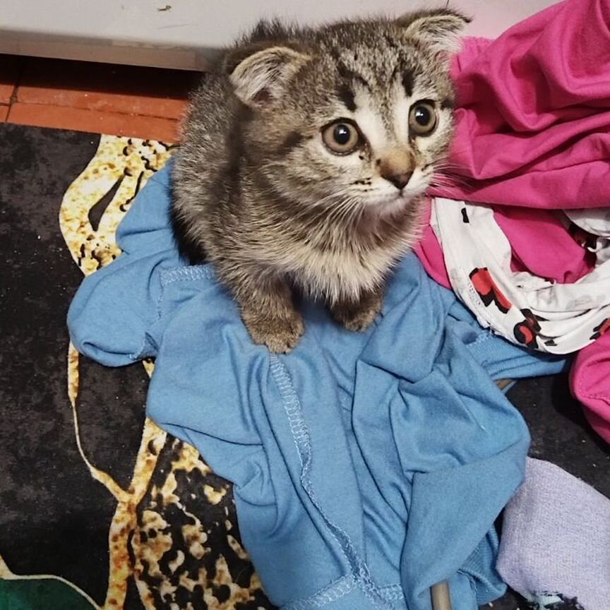 Котёнок в добрые руки