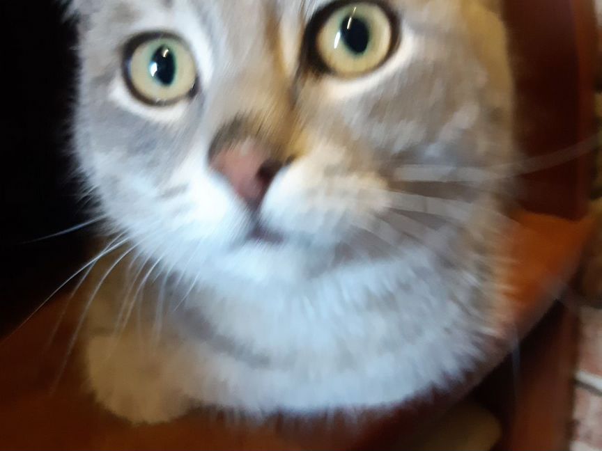 Кот