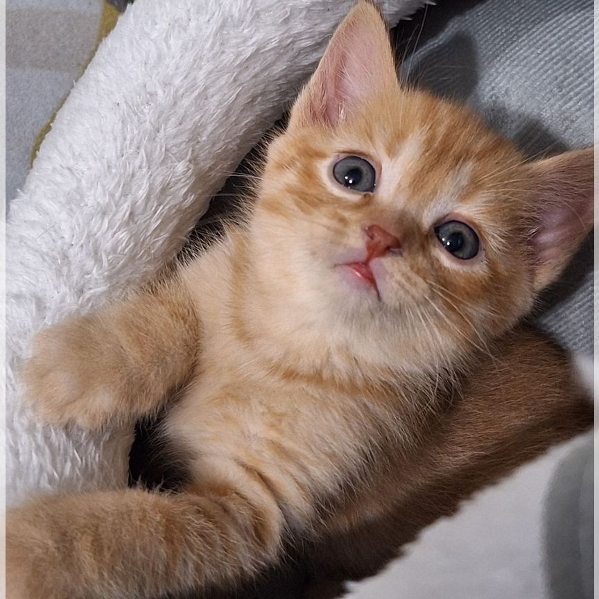 Азиатская табби котёнок