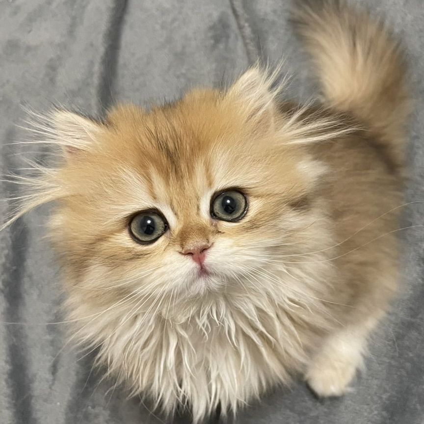 Британский длинношёрстный котёнок