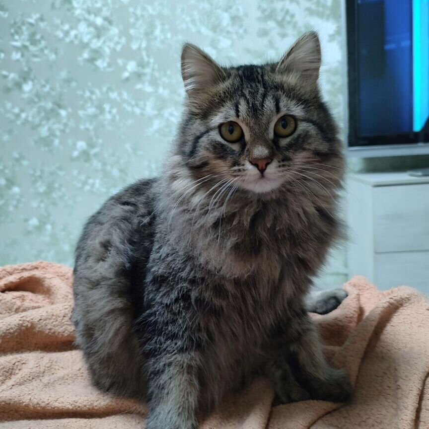 Котик-подросток