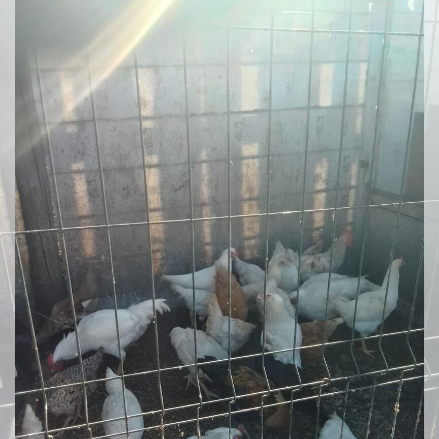 Продам молодых петушков