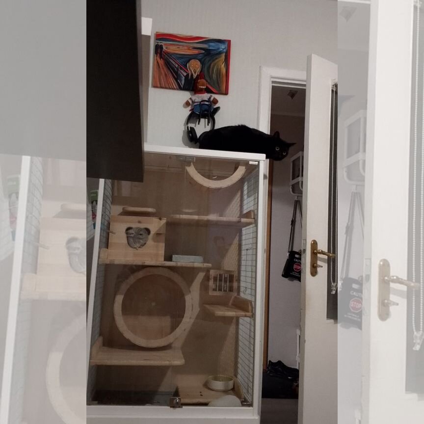 Витрина для шиншилл бу