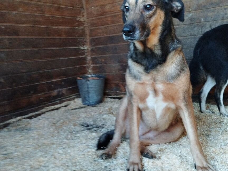 Собака Яшма в хорошую семью бесплатно