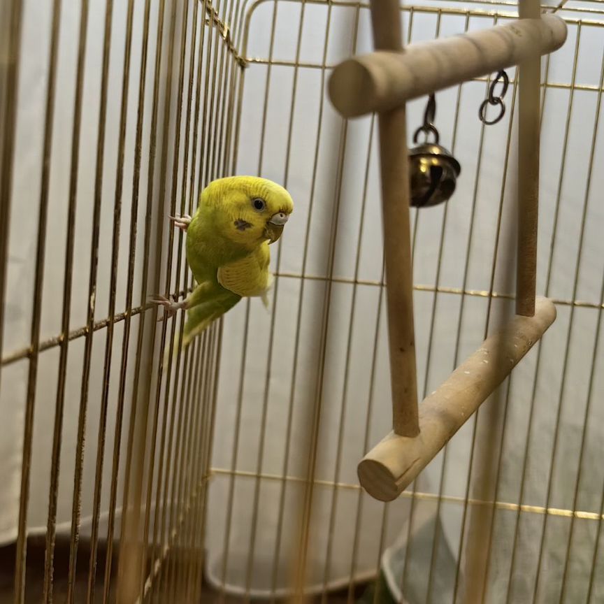 Волнистый попугай с клеткой, домиком