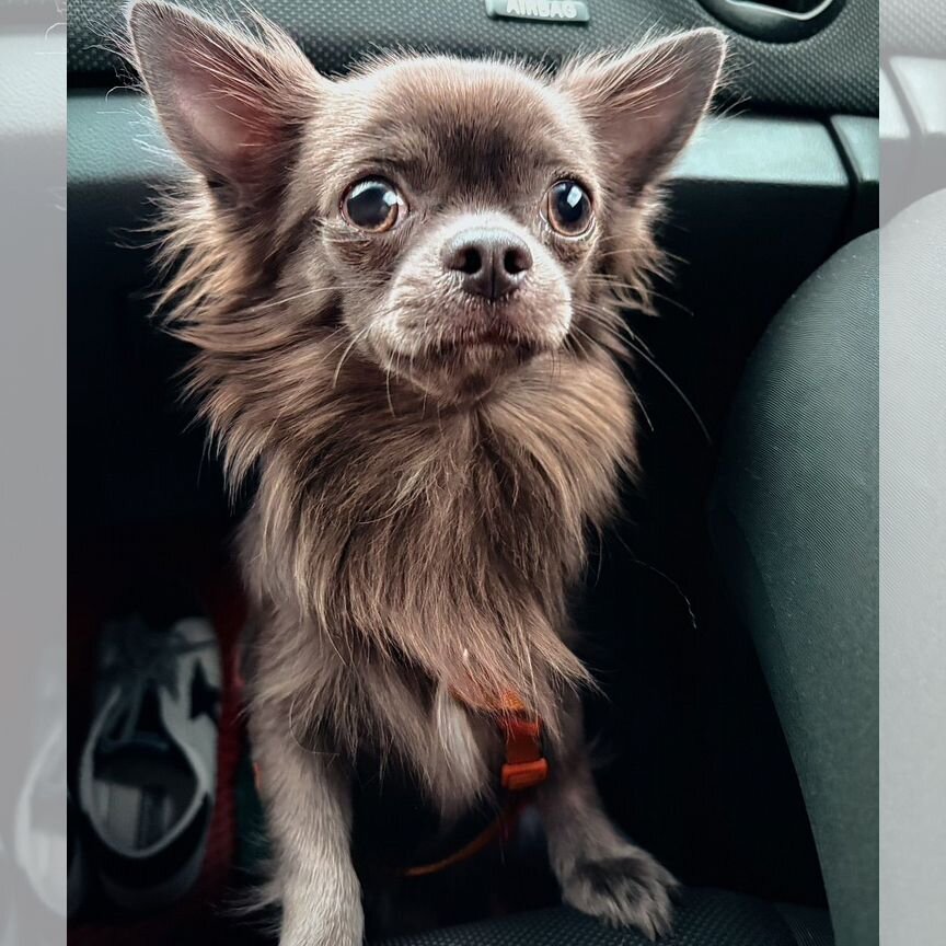 Вязка кобель чихуахуа взрослый