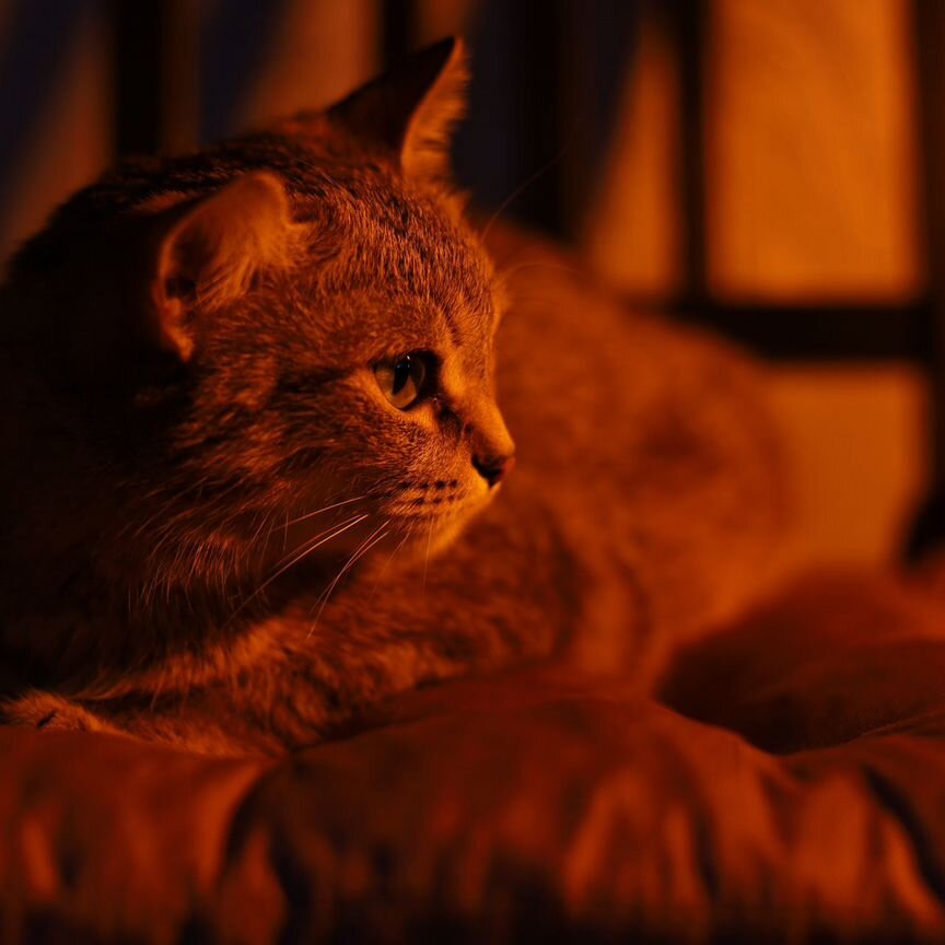 Кошечка Алиса
