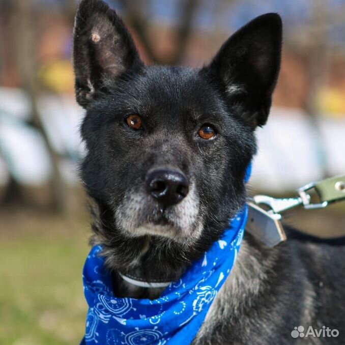 Собака в добрые руки Трепетная красотка Наоми