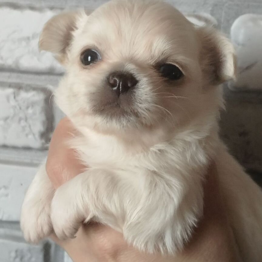 Чихуахуа, щенок