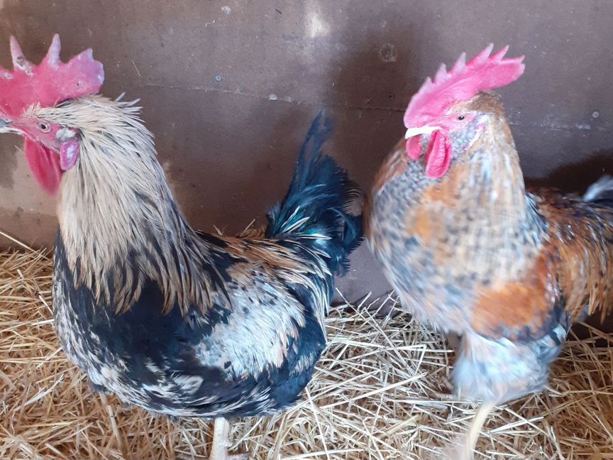 Молодые петухи