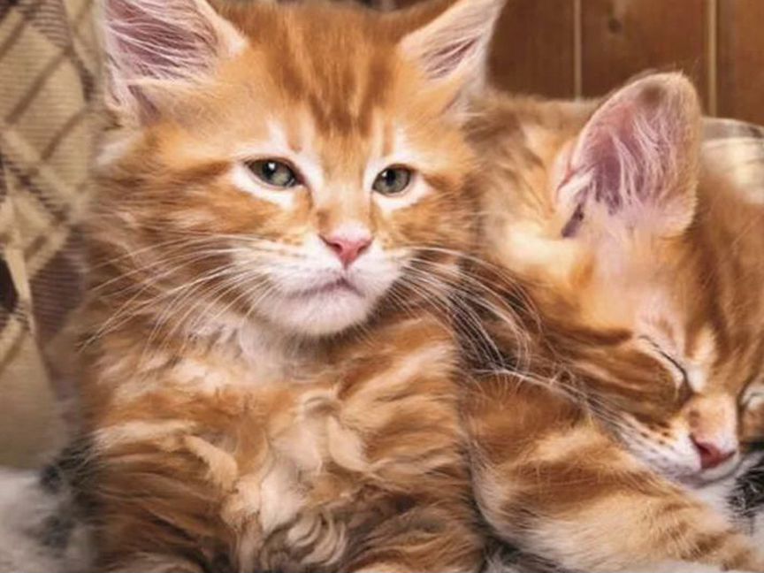 Котята мейн-кун гибрид