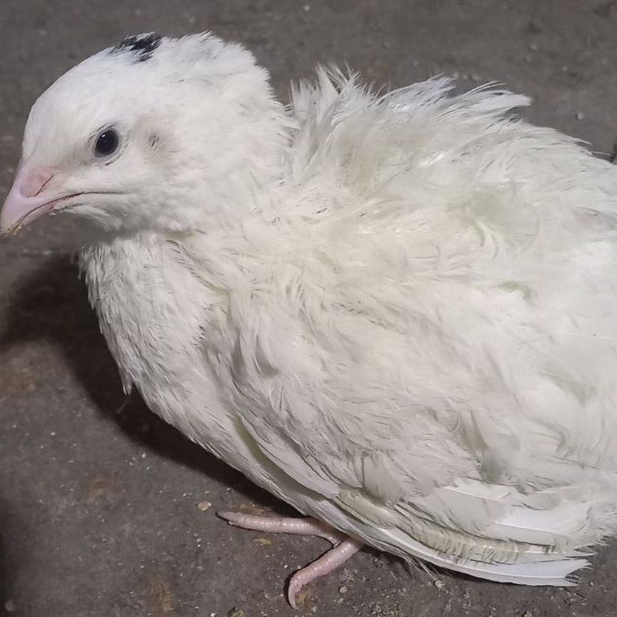 Перепел несушки техасцы