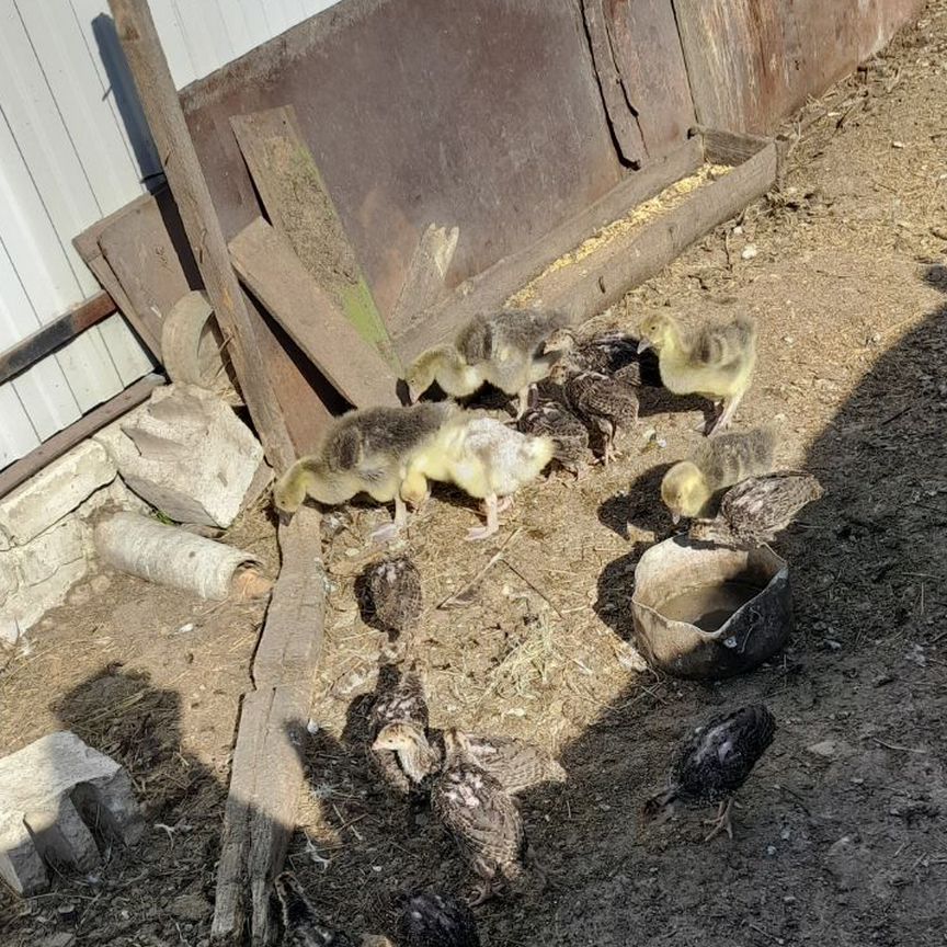 Индюков породы (Бронза),8мес.Индюшат 1,5 мес