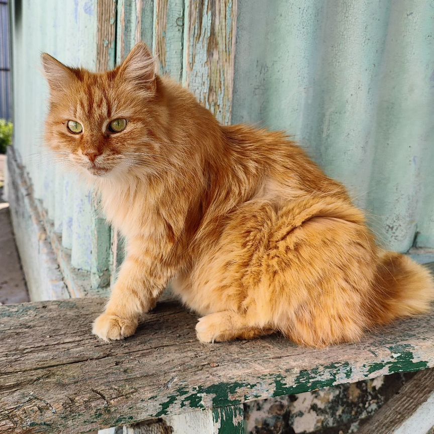 Взрослая, кошка в добрые руки