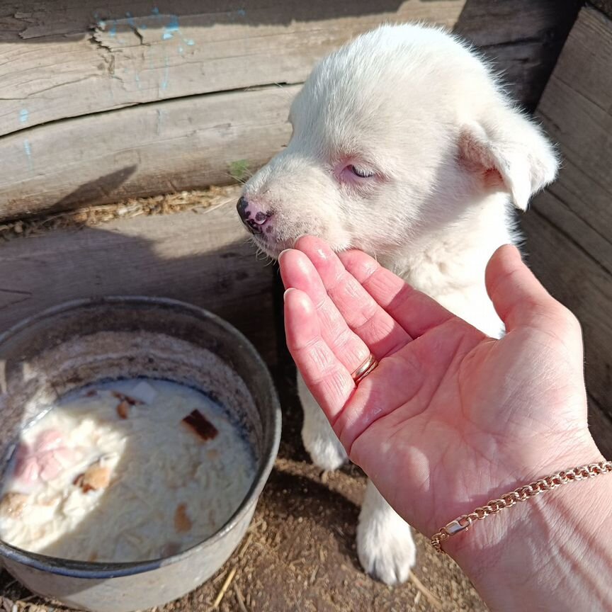 Щенок в добрые руки