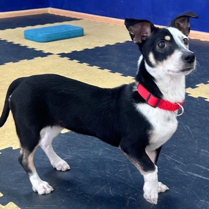 Щенок в добрые руки